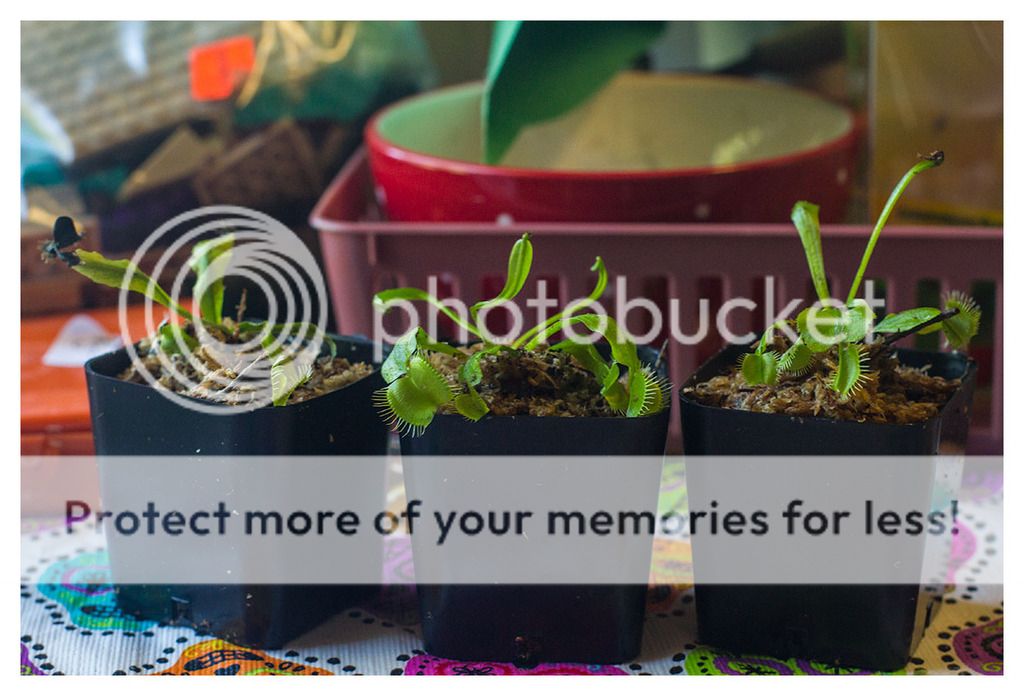 What Steps To Take After Rescuing VFT's from Lowe's? - FlyTrapCare Forums