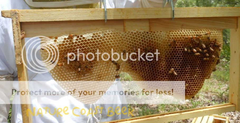 How bees draw comb? Specifically, where do they start | Beesource ...