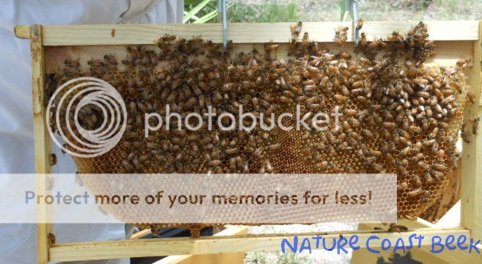 How bees draw comb? Specifically, where do they start | Beesource ...