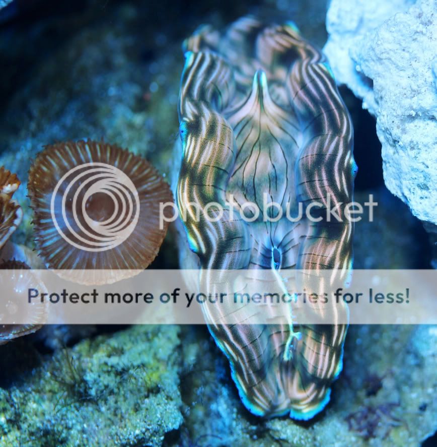 Lets see those CLAM photos! Clams that you have, had, or even ...