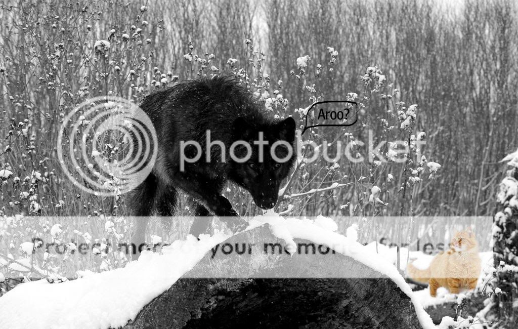 Aroo? - mfingalpha (winglessdragons) - Teen Wolf (TV) [Archive of Our Own]